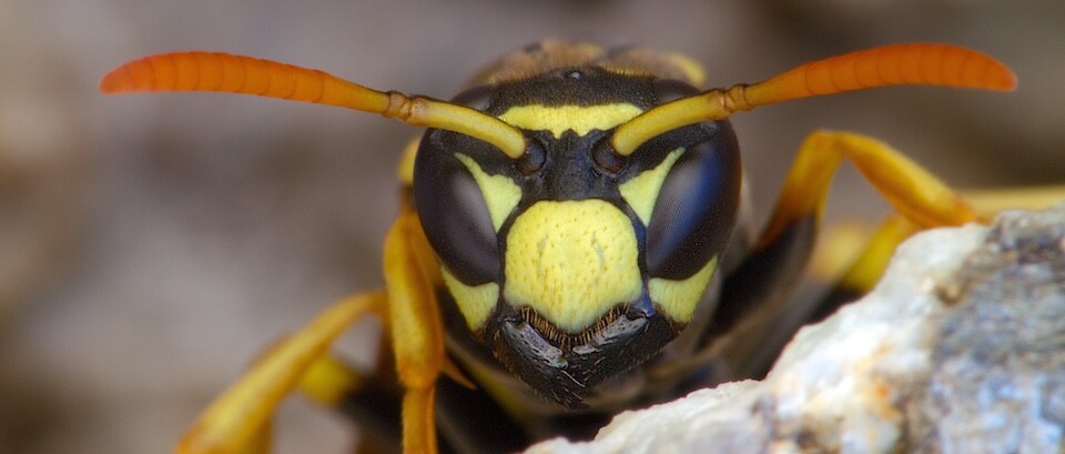 Preventing The Spread Of European Wasps In Perth & WA - Pesti Pest ...