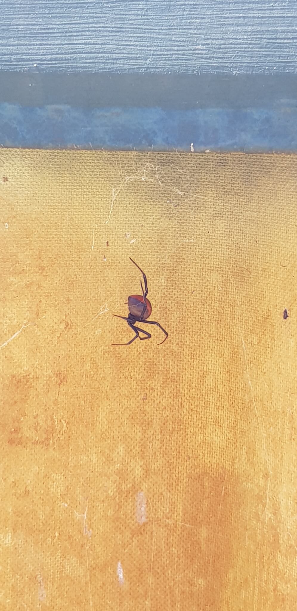 Australian Spider Bite Symptoms & First Aid Tips - Pesti Pest Control Perth