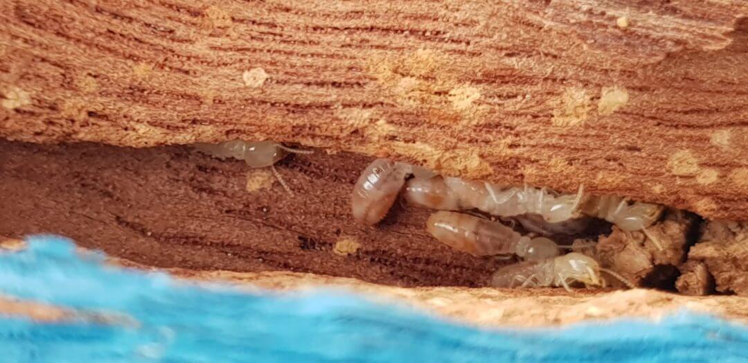 What Do Australian Termites Look Like? - Pesti Pest Control Perth