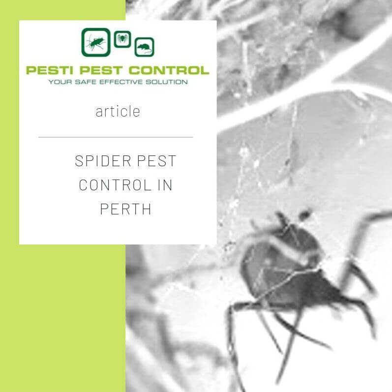 Spider Pest Control in Perth – Pesti Pest Control Perth Services