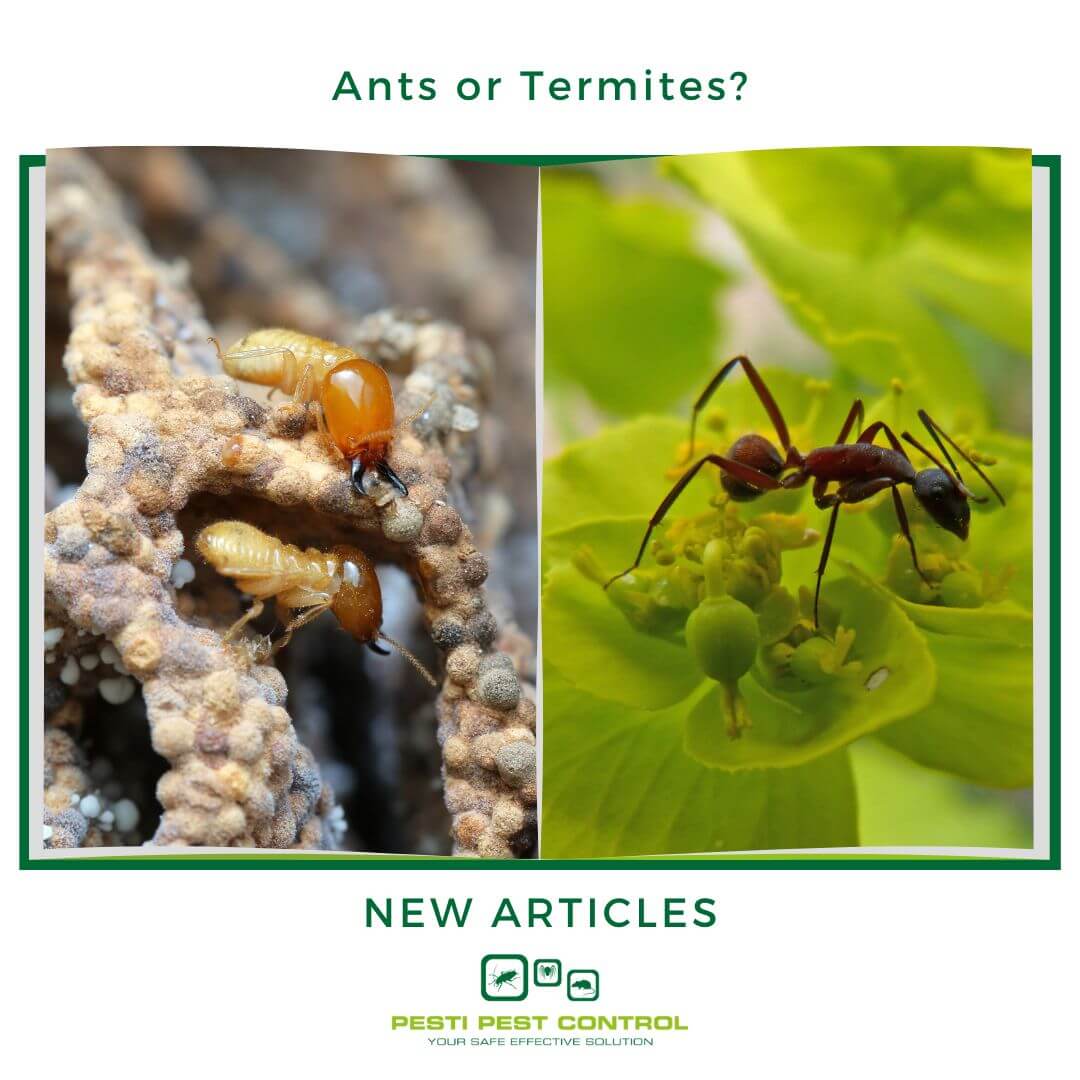 The Key Differences In Ant And Termite Control - Pesti Pest Control Perth