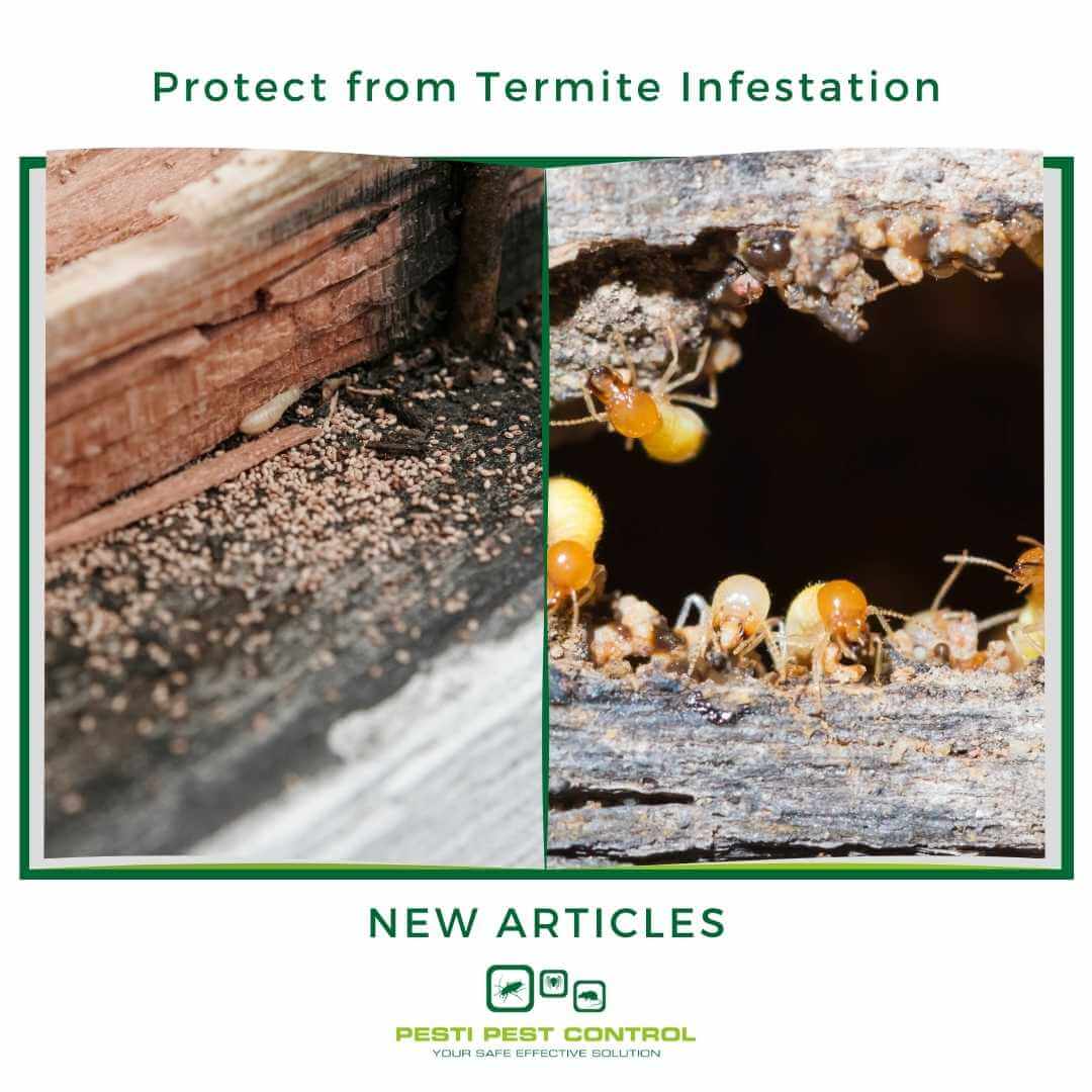 How To Prevent Termite Infestations In Your Perth Home - Pesti Pest ...