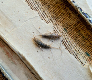 Silverfish treatment – Pesti Pest Control Perth Services